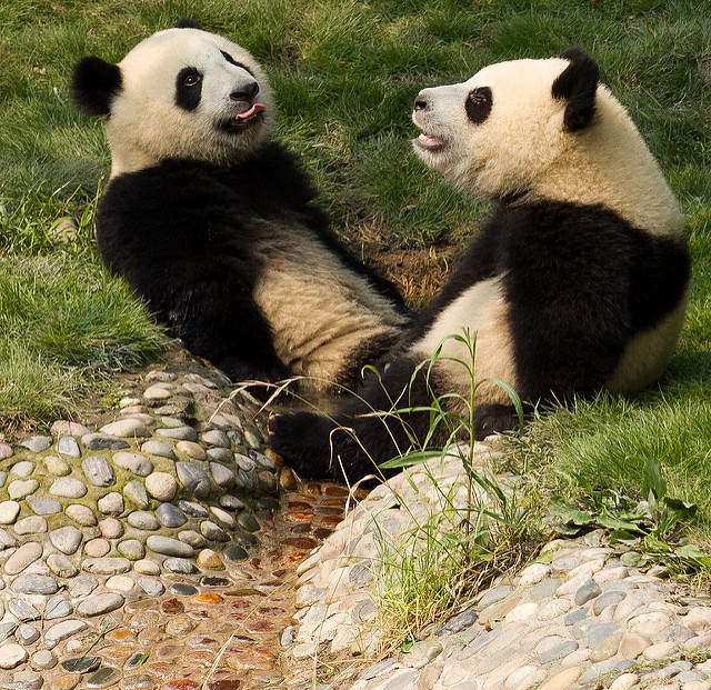 Panda na špici čínské diplomacie. Její roční „pronájem“ vyjde na milion ...